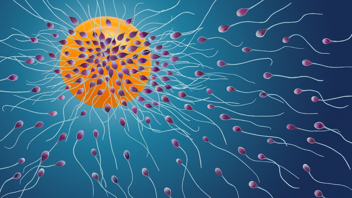 Swallowing Sperm While Breastfeeding What Will Happen 2310